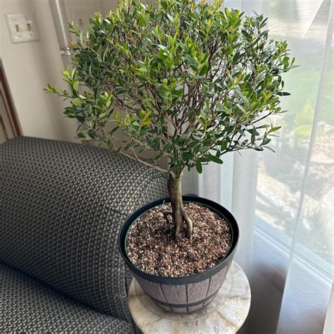 Semi Cascade Juniper Procumbens Nana In 4 Square Glazed Ceramic Bonsai
