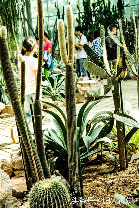 武漢植物園欣賞下生長在沙漠裏面的那些生命 每日頭條