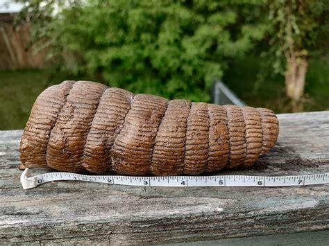 Found Near Red River Gorge Ky R Fossilid
