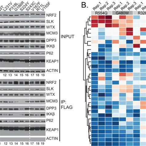 keap1 mutant proteins exhibit differential binding to interacting