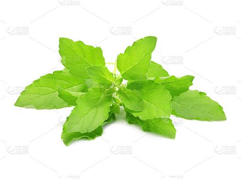 神圣的罗勒Ocimum sancemisolate上白色