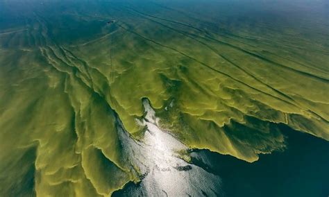 Lethal Algae Blooms An Ecosystem Out Of Balance Ecosystems Bloom Lake