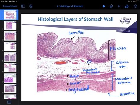 Stomach GIT Histology Flashcards Quizlet