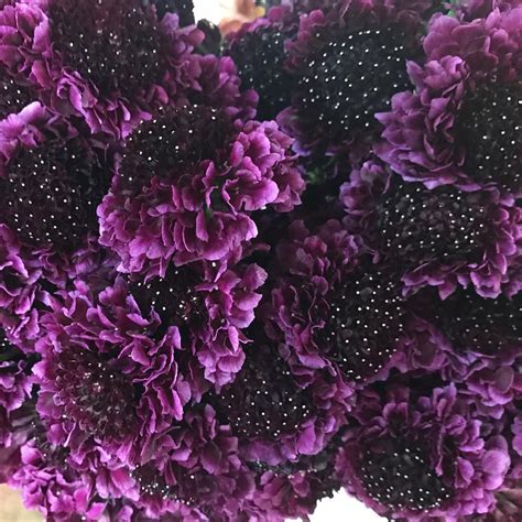 Plum Color Fresh Flowers