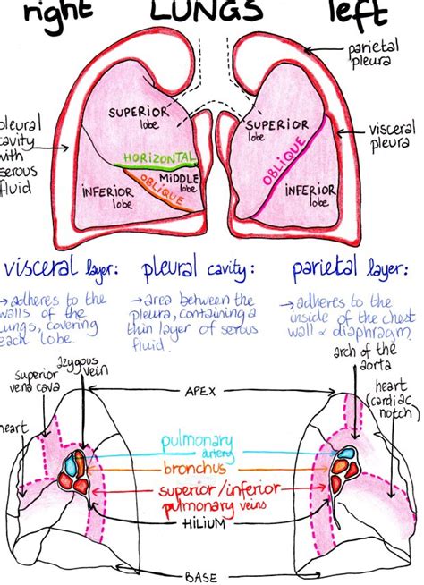 Lungs Definition Location Anatomy Function Diagram