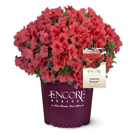 Encore Azalea 2 Gal Autumn Sunset Azalea Shrub With Reblooming Orange