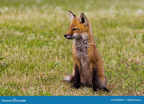 Fox Kit Stock Image Image Of Young Wild Flowers Cute 20296847