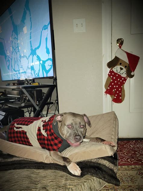 Why Not Stack Them Rpitbulls