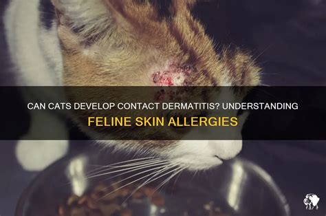 Can Cats Develop Contact Dermatitis Understanding Feline Skin