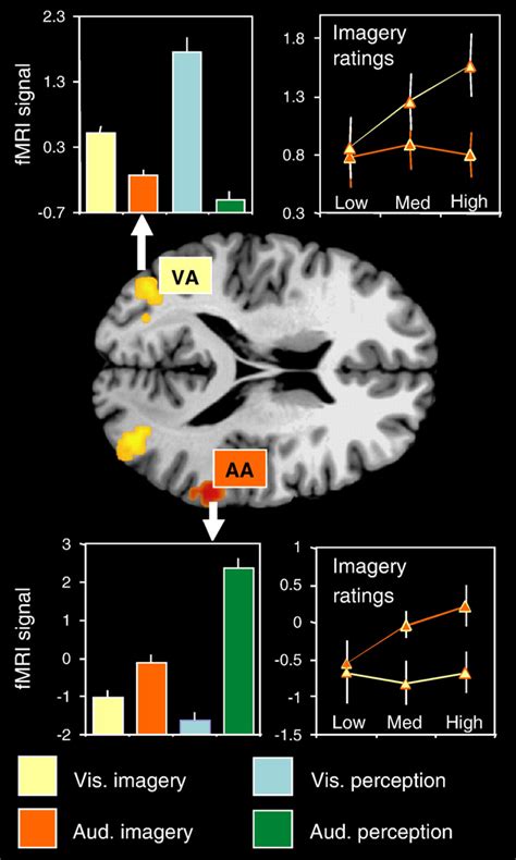 Modality Specific Imagery Activity In Visual Va And Auditory Aa
