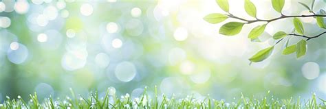 Green Grass With Bokeh Background Close Up Grass Field With Blurred