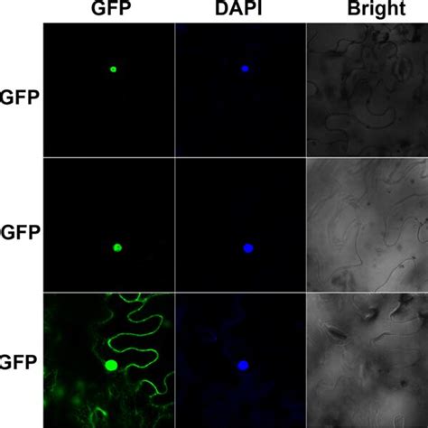 Subcellular Localization Of Lkarf7 And Lkarf19 Subcellular Localization Download Scientific