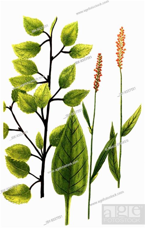 Birch Betula And Bistorta Alpina Minima Polygonum Viviparum And