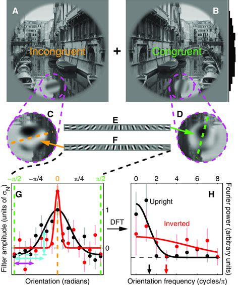 orientation tuning is altered by image inversion congruent and