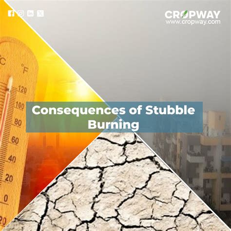 Innovative Methods Combat Punjab And Haryana Stubble Burning Crisis
