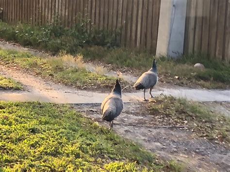 Peacocks In Miami Springs Miami Springs News And