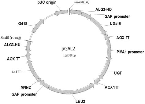Humanized Glycosylation Modified Hansenula Polymorpha Eureka