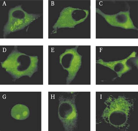 Subcellular Localization Of The Gfp Fusion Proteins In Transfected