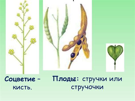Класс Двудольные Семейства Крестоцветные Капустные и Розоцветные