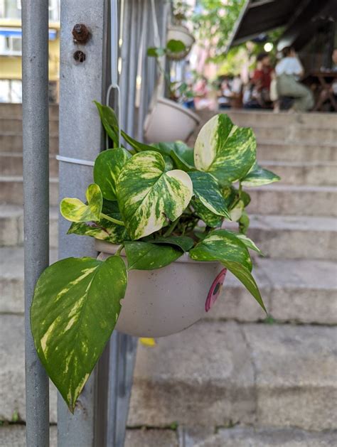 OnePlus Pro Vs Google Pixel Pro Awesome Samsung Alternatives