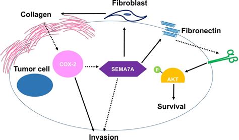 Semaphorin 7a Promotes Breast Tumor Progression Via Cell Survival