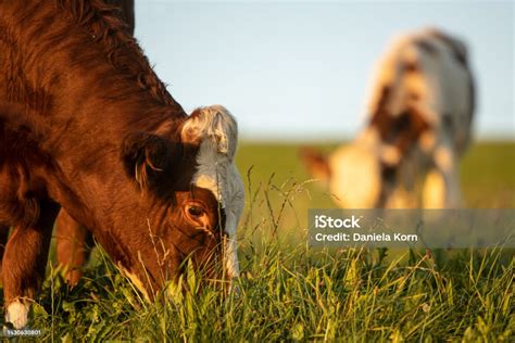 두 마리의 어린 소 소 암소가 여름에 목초지에서 방목하고 있습니다 0명에 대한 스톡 사진 및 기타 이미지 0명 가축 가축
