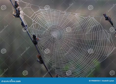 Паутина в росе осень стоковое фото изображение насчитывающей