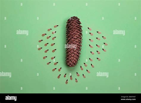 Conifer Seed Group Of Fir Seeds With Brown Cone Flat Lay Green