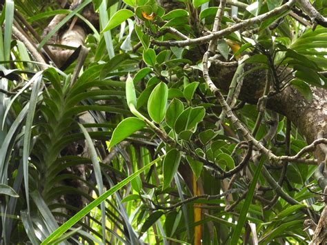 Rhaphidophora Philippinensis Araceae