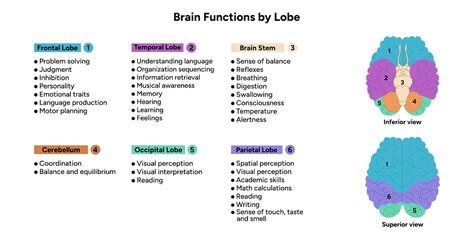Premium Vector Brain Functions By Lobe Medical Information And Diagram