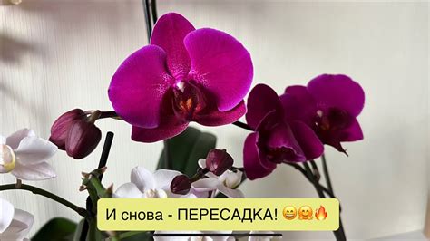 Азиатские подростки голландские отцветашки цветущие орхидеи ПЕРЕСАДКА 😤🥲💪🏻 Youtube