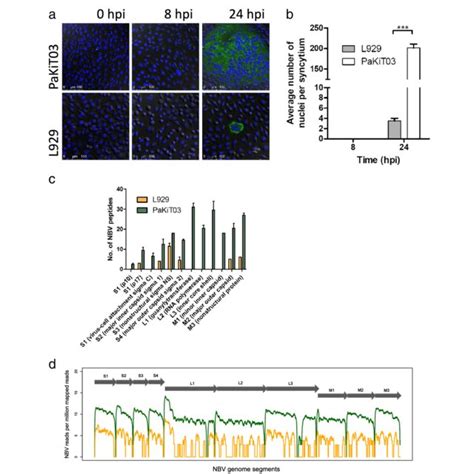Reactome Pathway Analysis Of Up Regulated Genes The Most Significantly Download Scientific