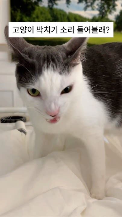 이거 실화야 박치기 기술 쓰는 고양이 Youtube