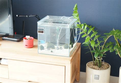 금붕어 키우기 먹이 밥 물갈이 및 어항 선택 방법 F 수명 네이버 포스트