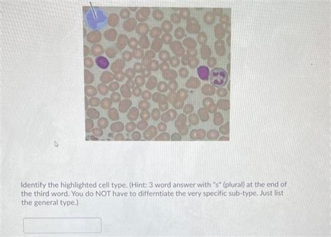 Solved Identify The Highlighted Cell Type Hint Word Chegg