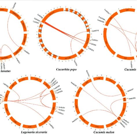 Comparison Of Gene Duplication Events In Five Cucurbitaceae Genomes