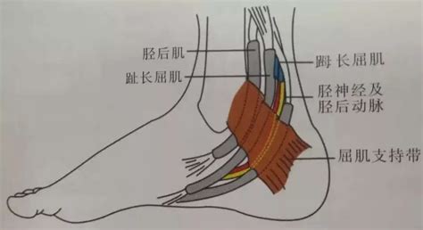 跟痛症 种病因及其治疗 京东健康