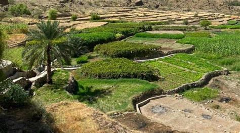 Jaleb Farm In Wilayat Al Awabi A Food Basket And Tourist Destination