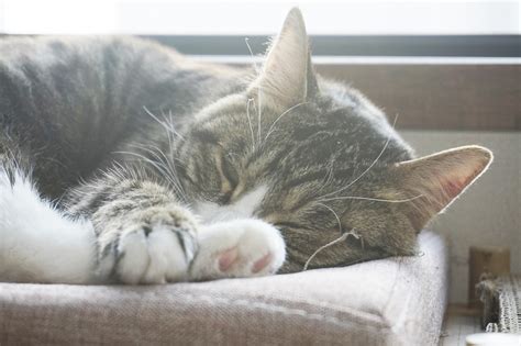 고양이 낮잠 Cat Pixabay의 무료 사진 Pixabay