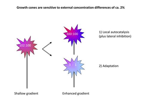 Ppt Axon Outgrowth And Pathfinding Powerpoint Presentation Free
