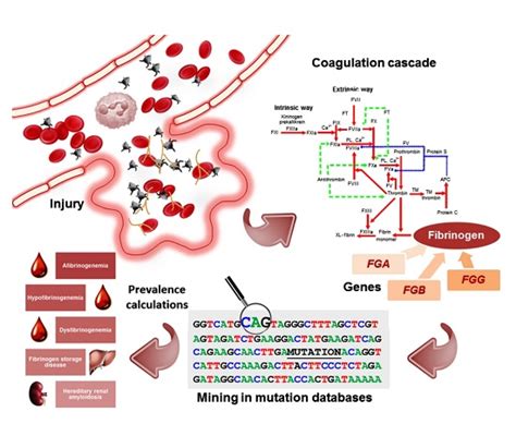 Ijms Free Full Text Fibrinogen As A Pleiotropic Protein Causing