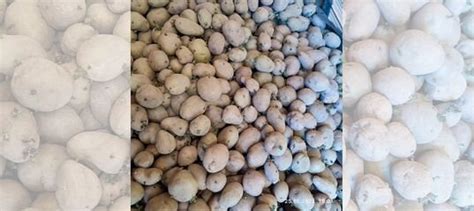 Семенной картофель купить в Тюмени Товары для дома и дачи Авито