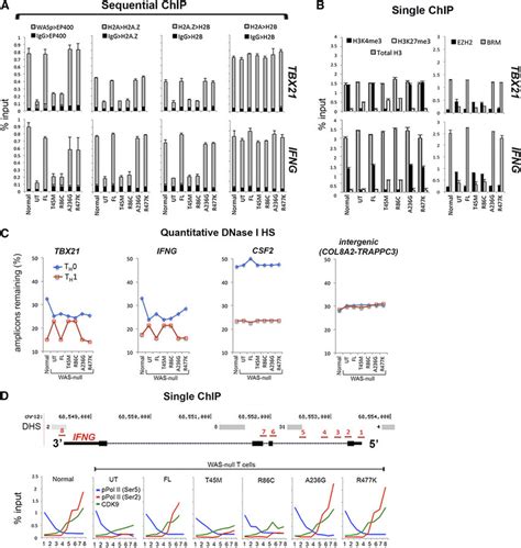 Characterizing The Effects Of Pathogenic Was Missense Mutations On