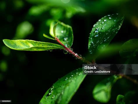 허니서클 클로즈업 의 지점에 이슬이나 비의 투명 무지개 빛깔의 방울 어두운 흐린 배경에 방울에 젖은 잎 아름다운 자연 배경 배경 화면 또는 화면 보호기 0명에 대한 스톡