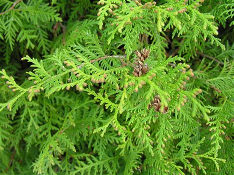 Thuja - Plant en Plagen