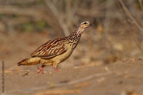 Crested Francolin Dendroperdix Sephaena Species Of Bird In The