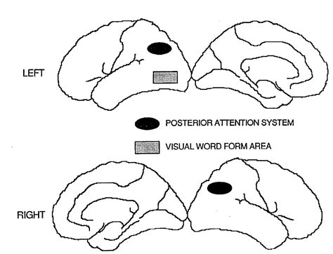 Pdf The Attention System Of The Human Brain