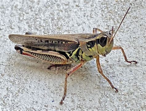 Wildlife Watching Wednesday Swarms Of Grasshoppers — Global Outdoors Blog