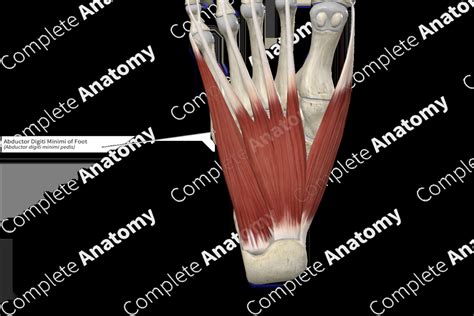 Abductor Digiti Minimi Of Foot Complete Anatomy