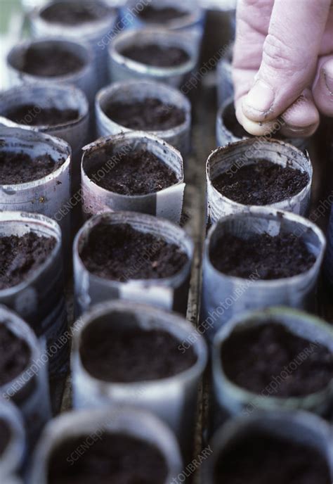 Gardener Sowing Seeds Stock Image B861 0224 Science Photo Library